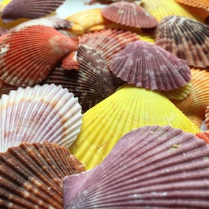 Colored Pectin Shells 1"-2" - Colorful Pectins - Natural Seashell ...