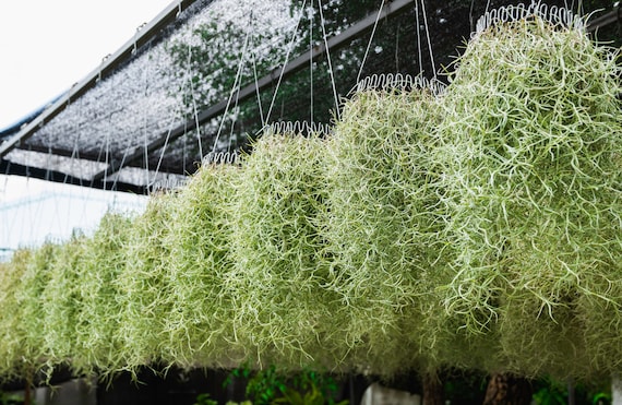 Spanish Moss Plant