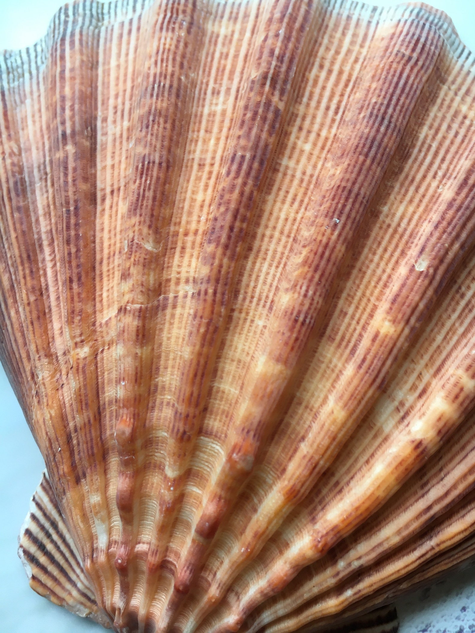 XL Lions Paw Single 56bulk Seashell Supplies - Etsy