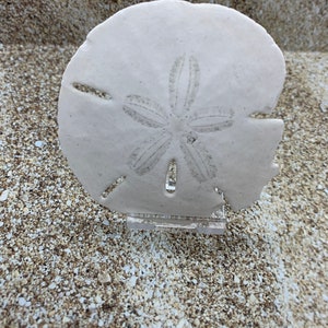 Plastic Easel - Stands for Sea Shells - Stand for Sand Dollars ...