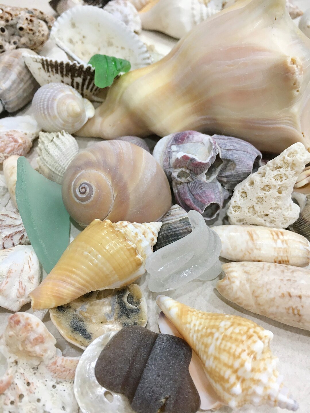 Assorted Seashells Handpicked From Florida, Sea Glass, Mixed 1/2 Pound ...