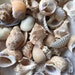 Assorted Sea Shell Mix, Beach Wedding Decor, Sea Shells Bulk, Assorted ...