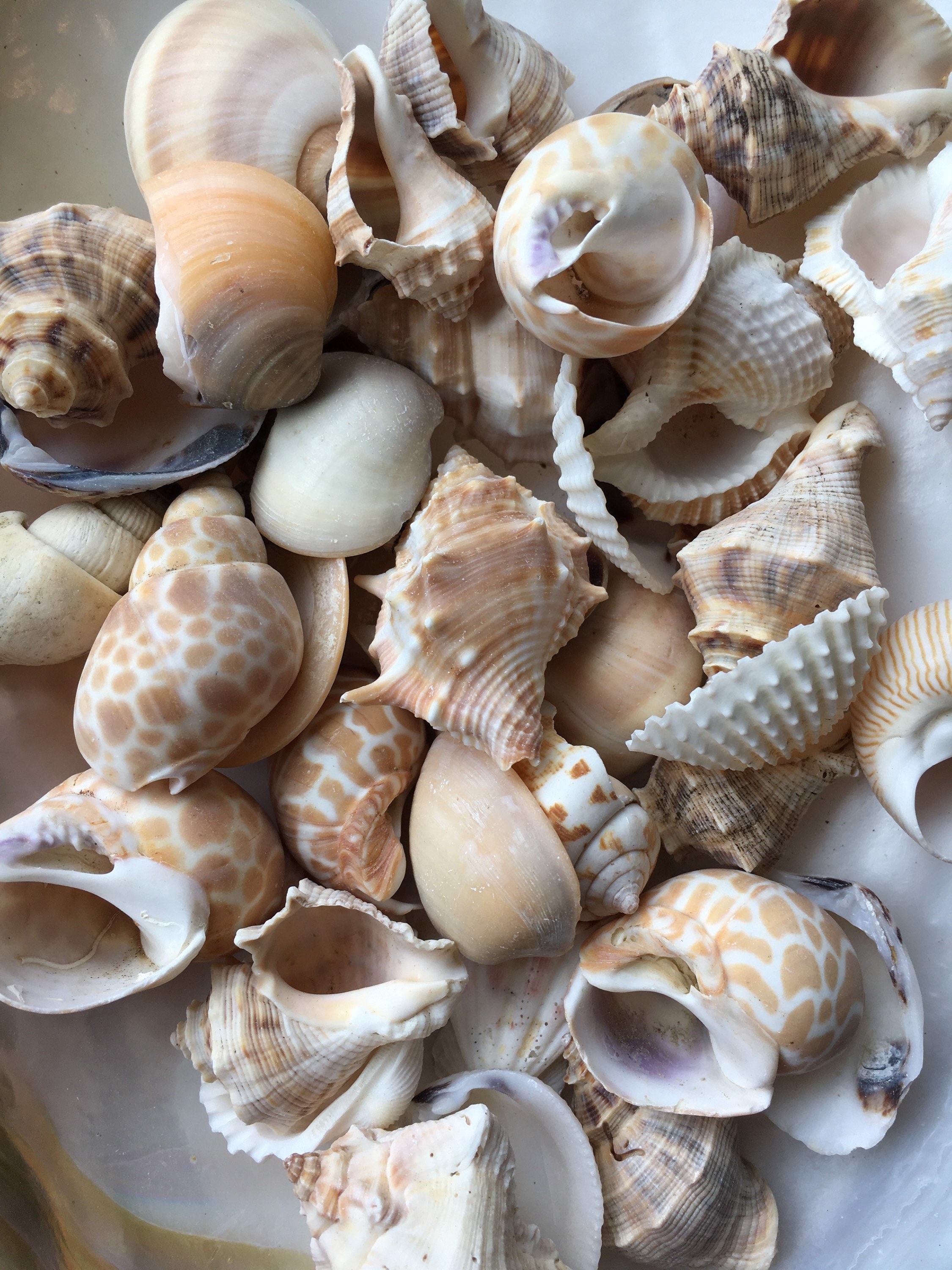 Assorted Sea Shell Mix Beach Wedding Decor Sea Shells Bulk - Etsy