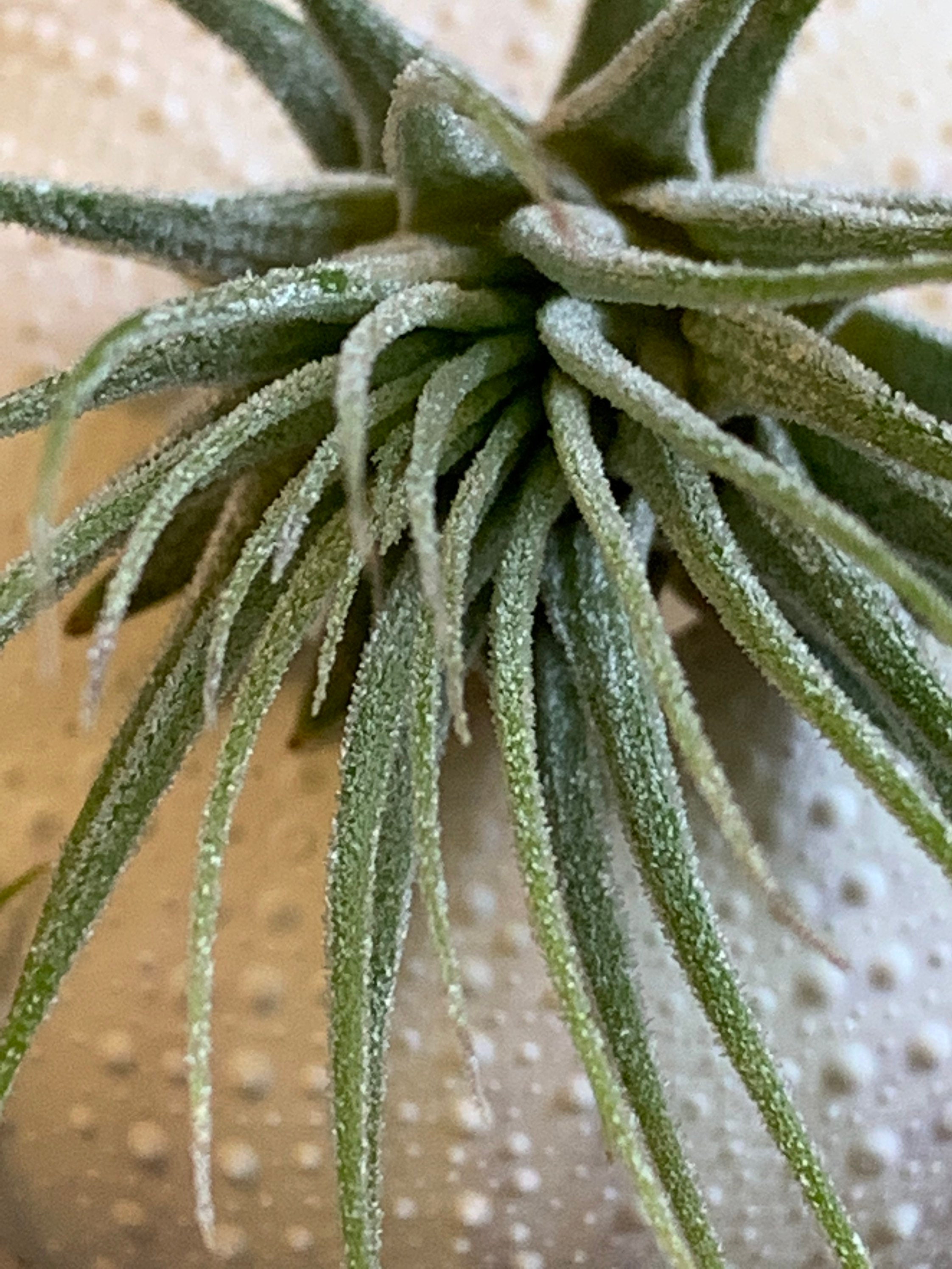 Tillandsia Ionantha Mexican Air Plant, Guatemala Air Plant, Air Plants ...