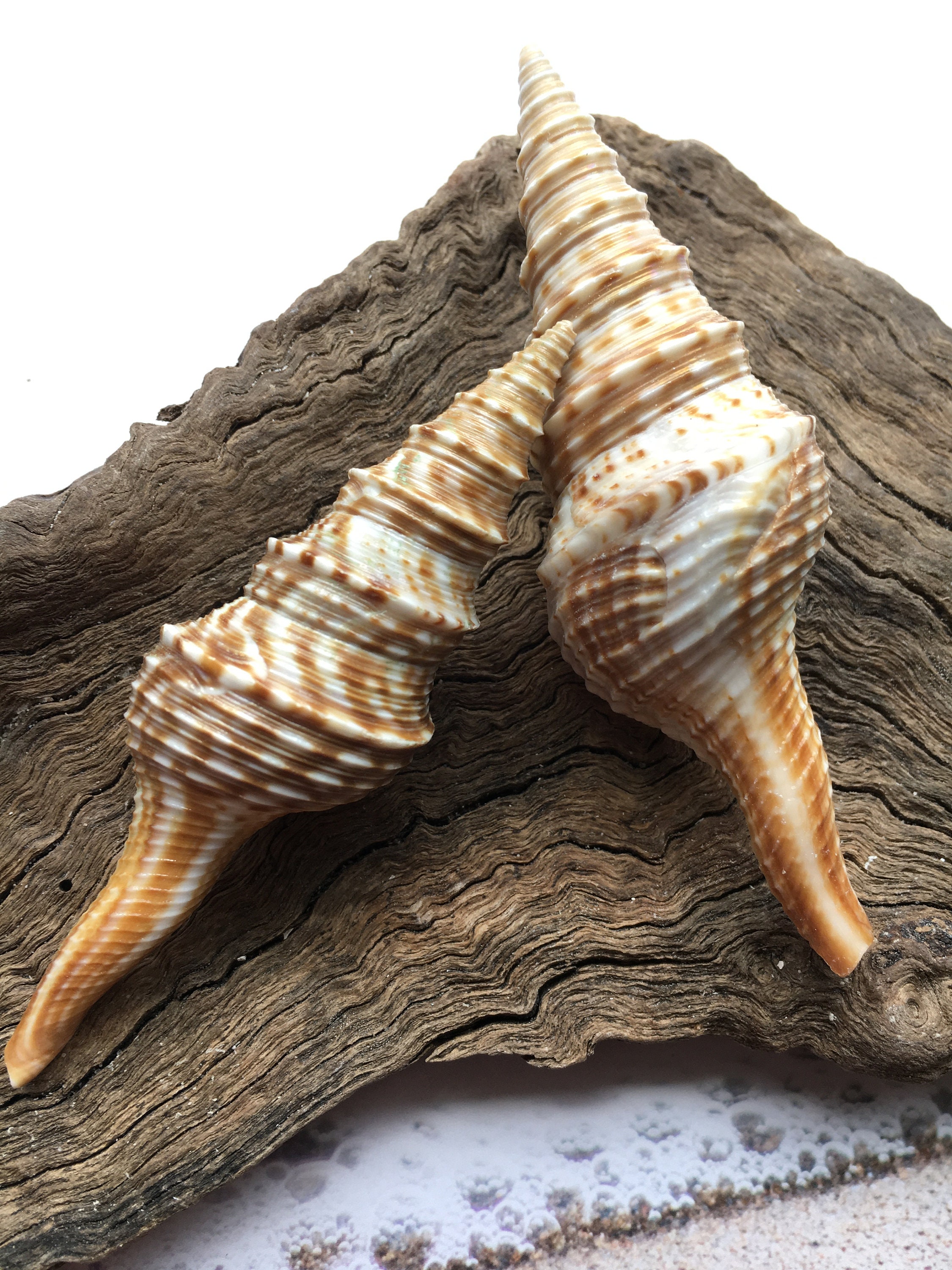 Turris Shell / Indian Turrid 2.5" - 3.5" - Shells for Crafting ...
