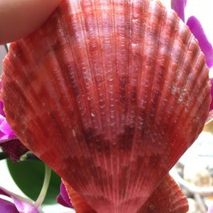 XL Colored Pectin Shells 2"-3.5" - Colorful Pectins - Natural Seashell ...