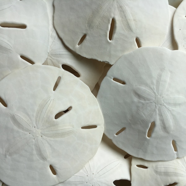 Sand Dollar - Etsy