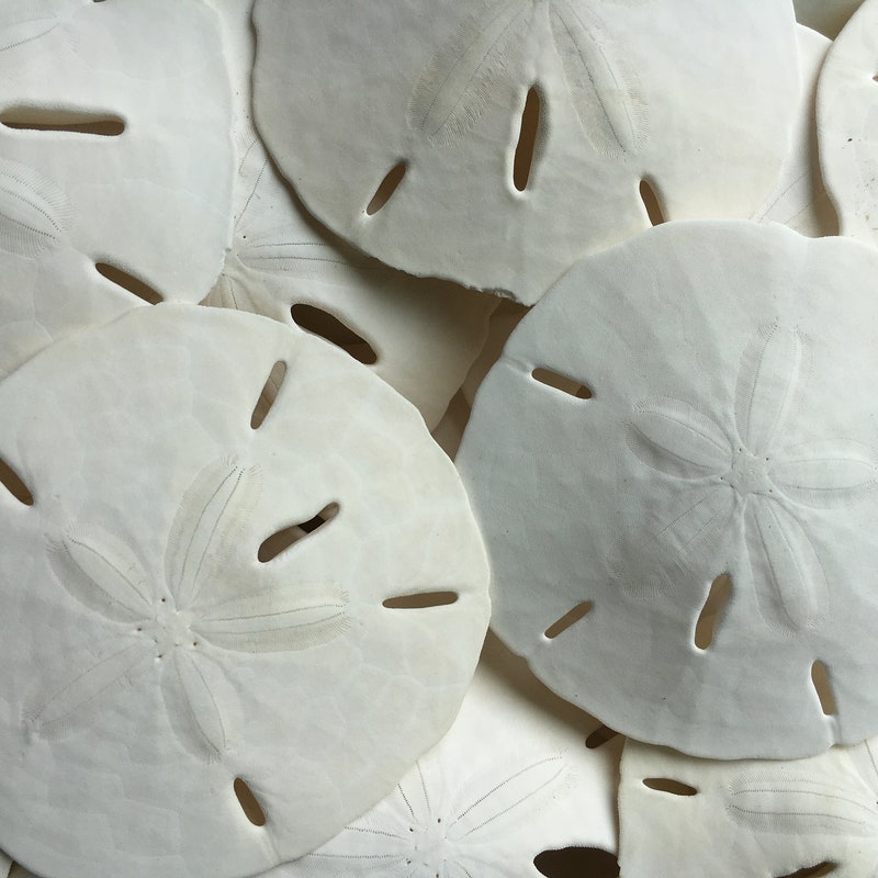 Large Sand Dollar - Etsy