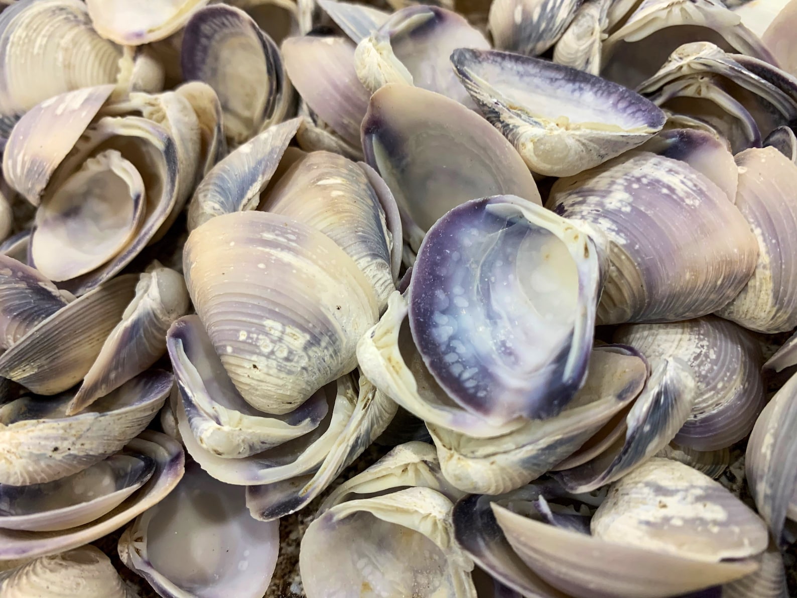 Purple Baby Clam Shells Purple Clam Shells Purple Seashells - Etsy