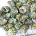 Turbo Stenogyrus Shells-green Turbo Shells-shells for Crafting-decor ...