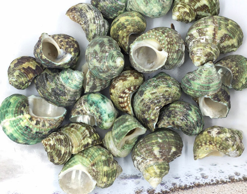 Turbo Stenogyrus Shells-green Turbo Shells-shells for Crafting-decor-shells-sea Shells-turbo ...