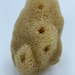 Sea Silk Sponge - Facial Sponge - Natural Sea Silk Sponge - Natural Sea ...