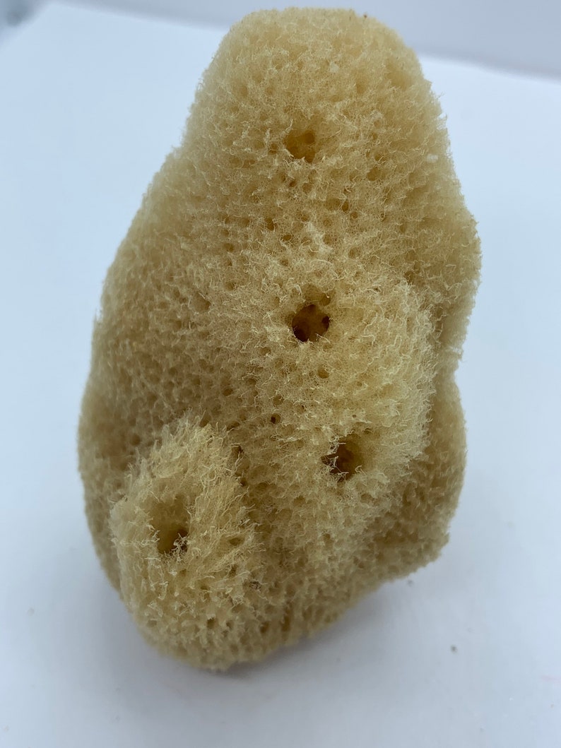 Sea Silk Sponge Facial Sponge Natural Sea Silk Sponge - Etsy