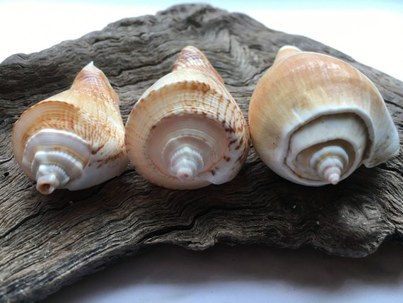 3 Dog Conch 1.52 Shells Beach Wedding Decor - Etsy