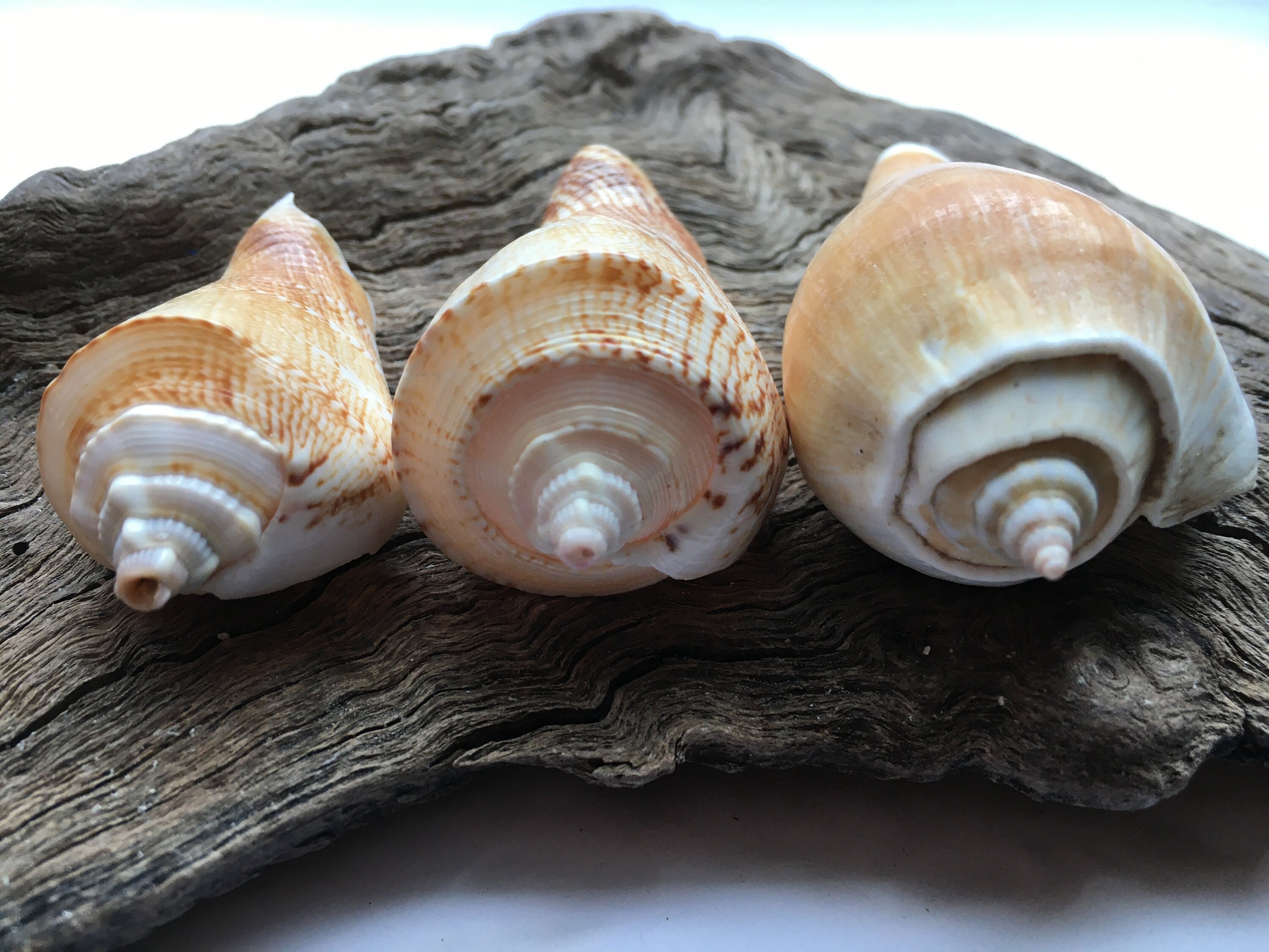 3 Dog Conch 1.52 Shells Beach Wedding Decor - Etsy
