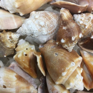 Sanibel Island Florida Fighting Conch, Sanibel Shell, Craft Shell, Home ...