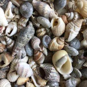 Shell Mix-1/4"-1" Tiny/small Shell Mix-craft Seashells-small Seashells ...
