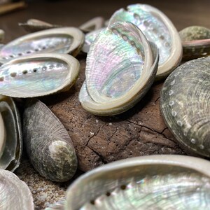 Beautiful Abalone Shells-abalone-crafting Abalone-bulk-craft Seashells ...