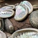 Beautiful Abalone Shells-abalone-crafting Abalone-bulk-craft Seashells ...