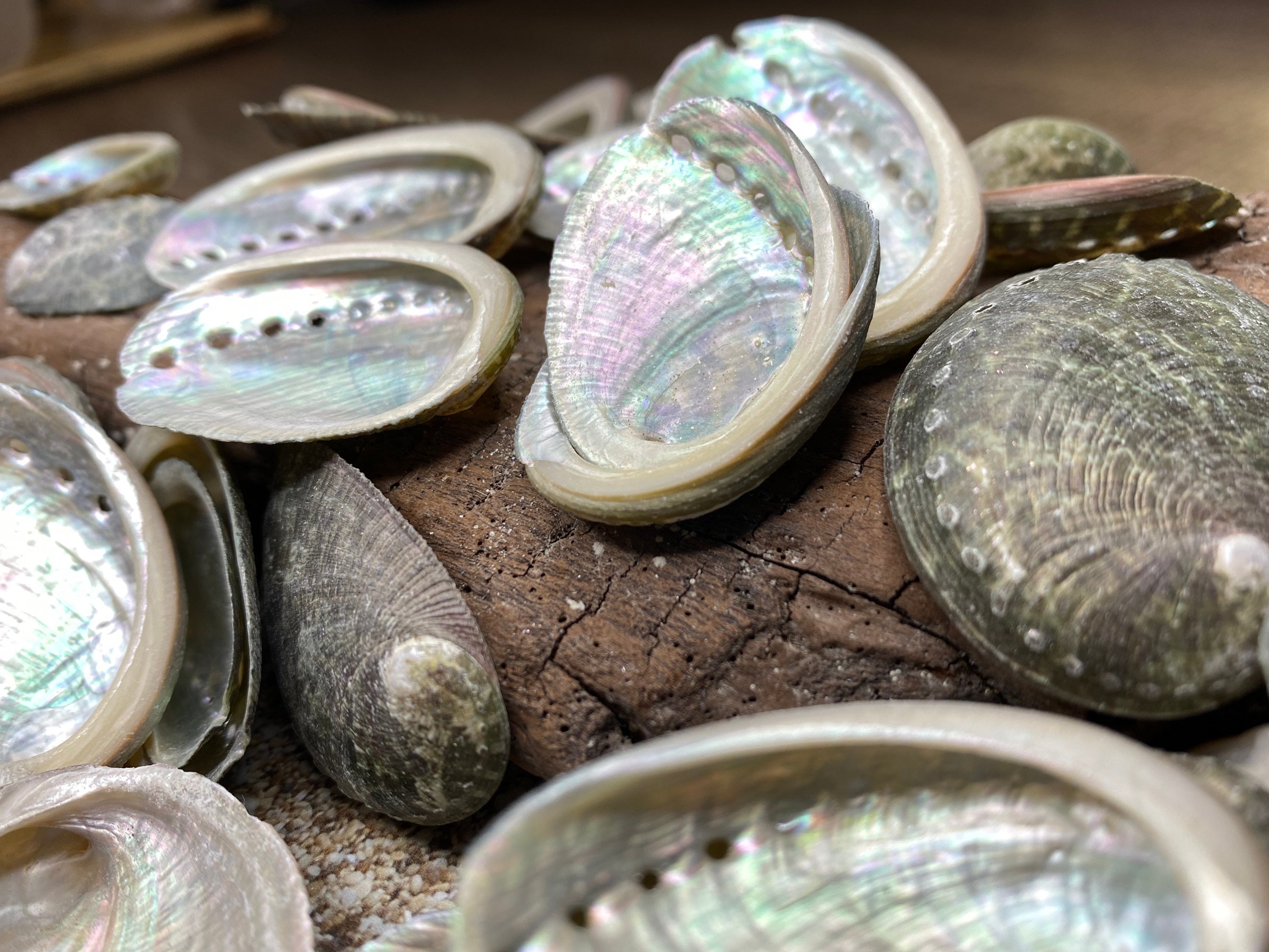 Beautiful Abalone Shells-abalone-crafting Abalone-bulk-craft | Etsy