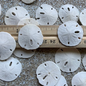 Small Sand Dollars 1"-1.5" - Sand Dollar - Craft Supply - Beach Wedding ...
