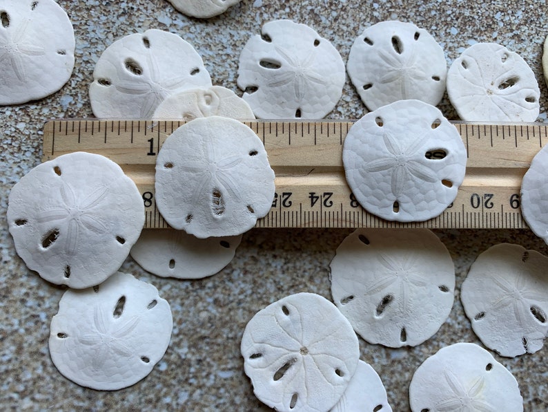 Small Sand Dollars 11.5 Sand Dollar Craft | Etsy