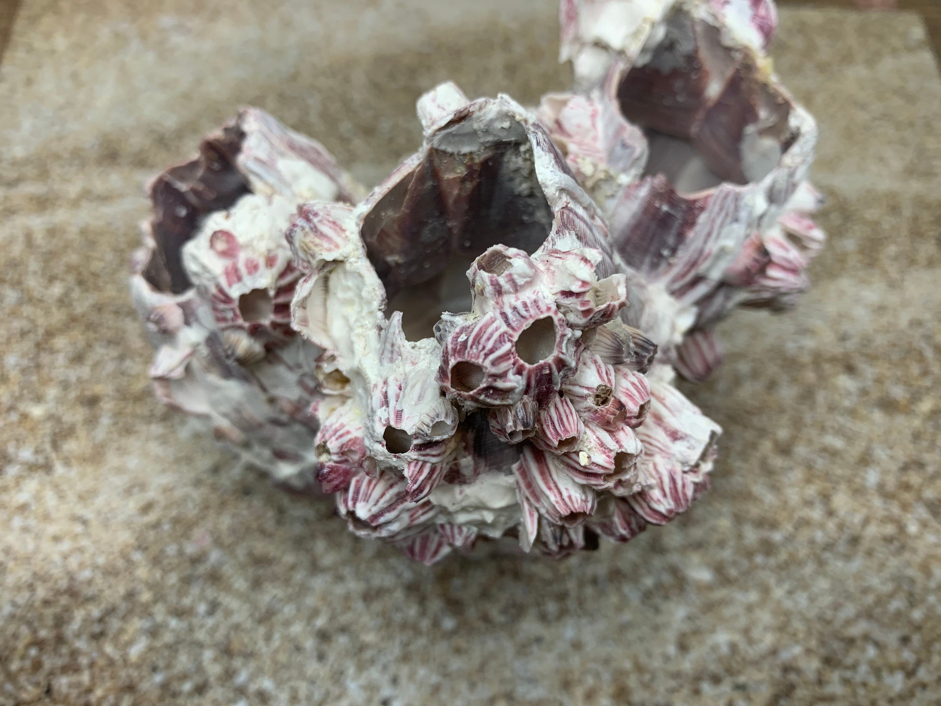 Purple Barnacle Cluster 3 5 Beach | Etsy