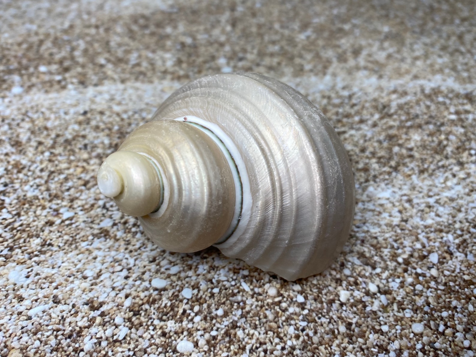 Pearl Turbo Setosus Shell 1 3/4 2 1/4 Opening 1 - Etsy