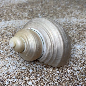 Pearl Turbo Setosus Shell 1 3/4 - 2 1/4" Opening 1" (pentholatus ...