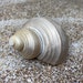 Pearl Turbo Setosus Shell 1 3/4 - 2 1/4" Opening 1" (pentholatus ...