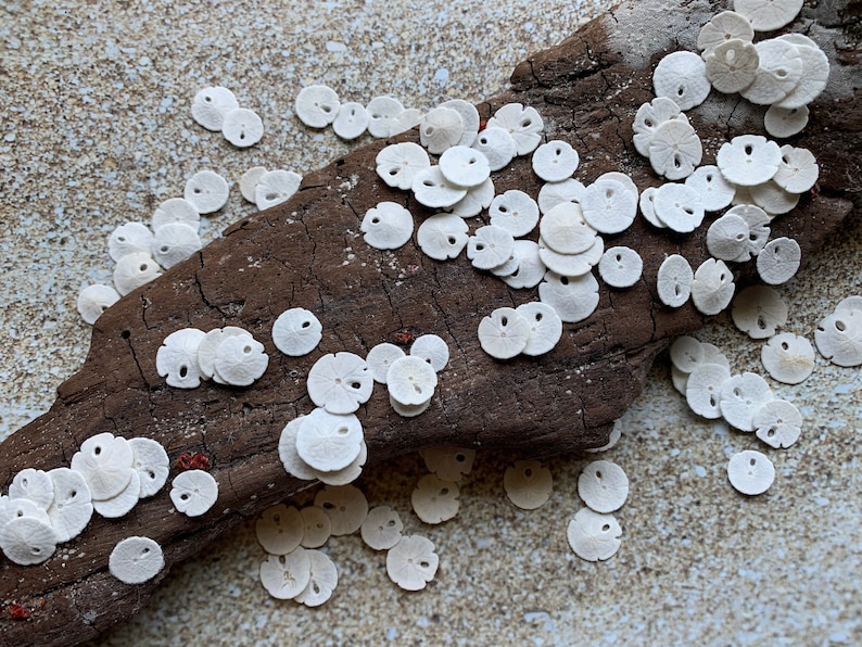 Tiny Sand Dollars 1/4 1/2 Sand Dollar Craft Supply - Etsy