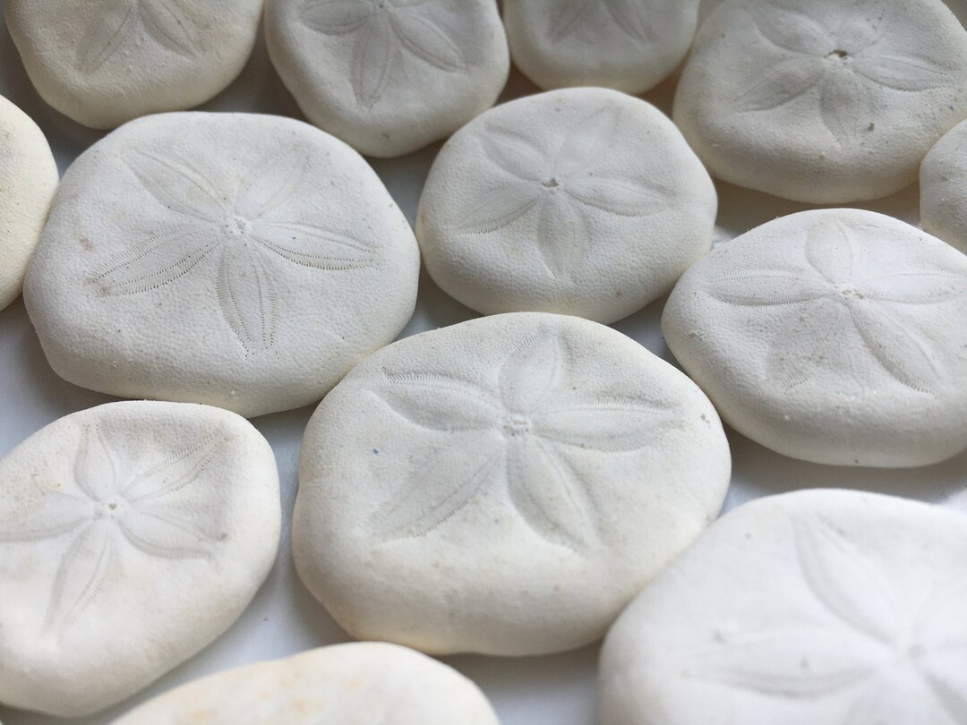 Sea Biscuit - Sea Cookies-bulk - Seashell Bulk-seashell Craft Supply ...