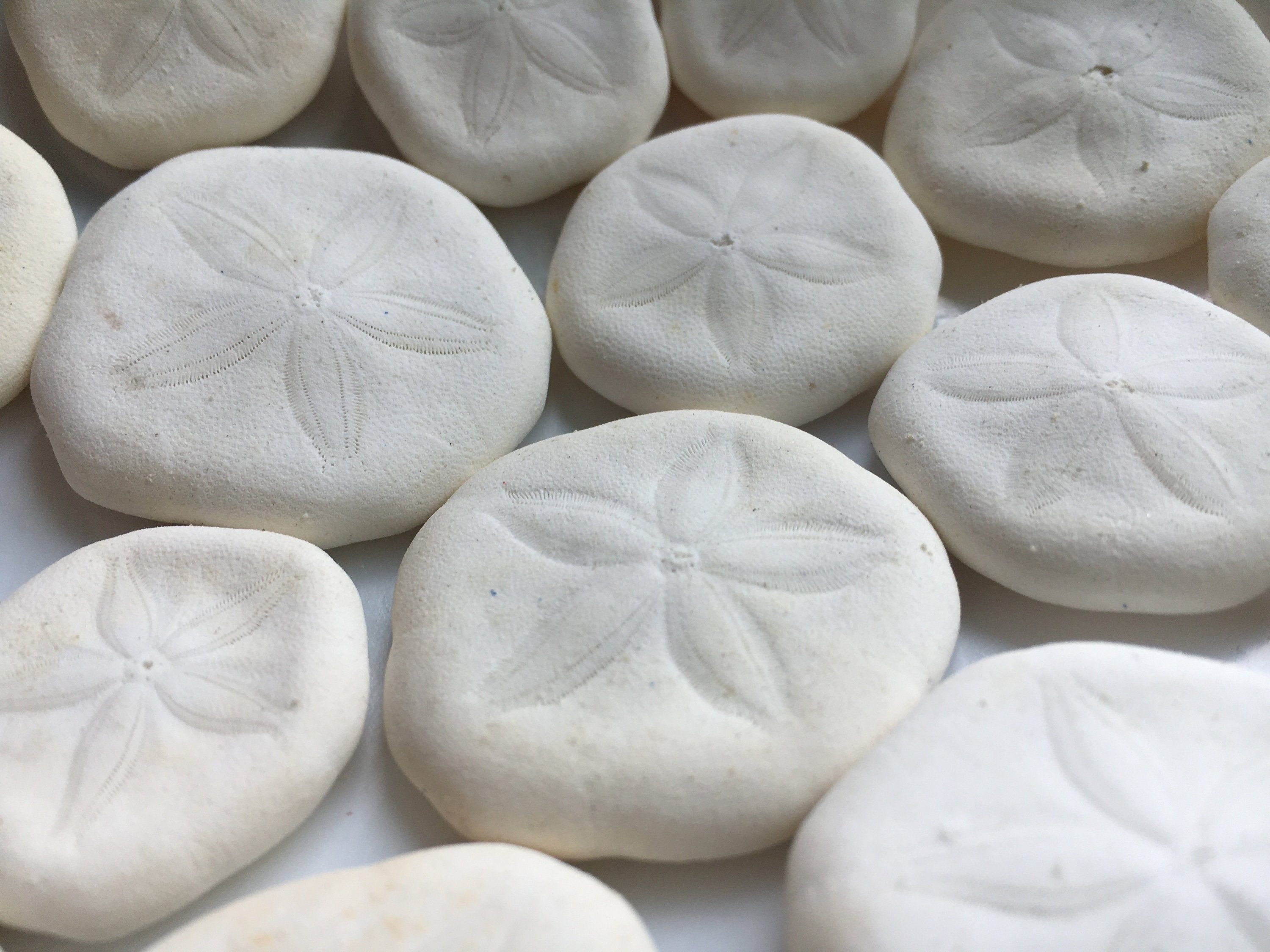 Sea Biscuit - Sea Cookies-bulk - Seashell Bulk-seashell Craft Supply ...