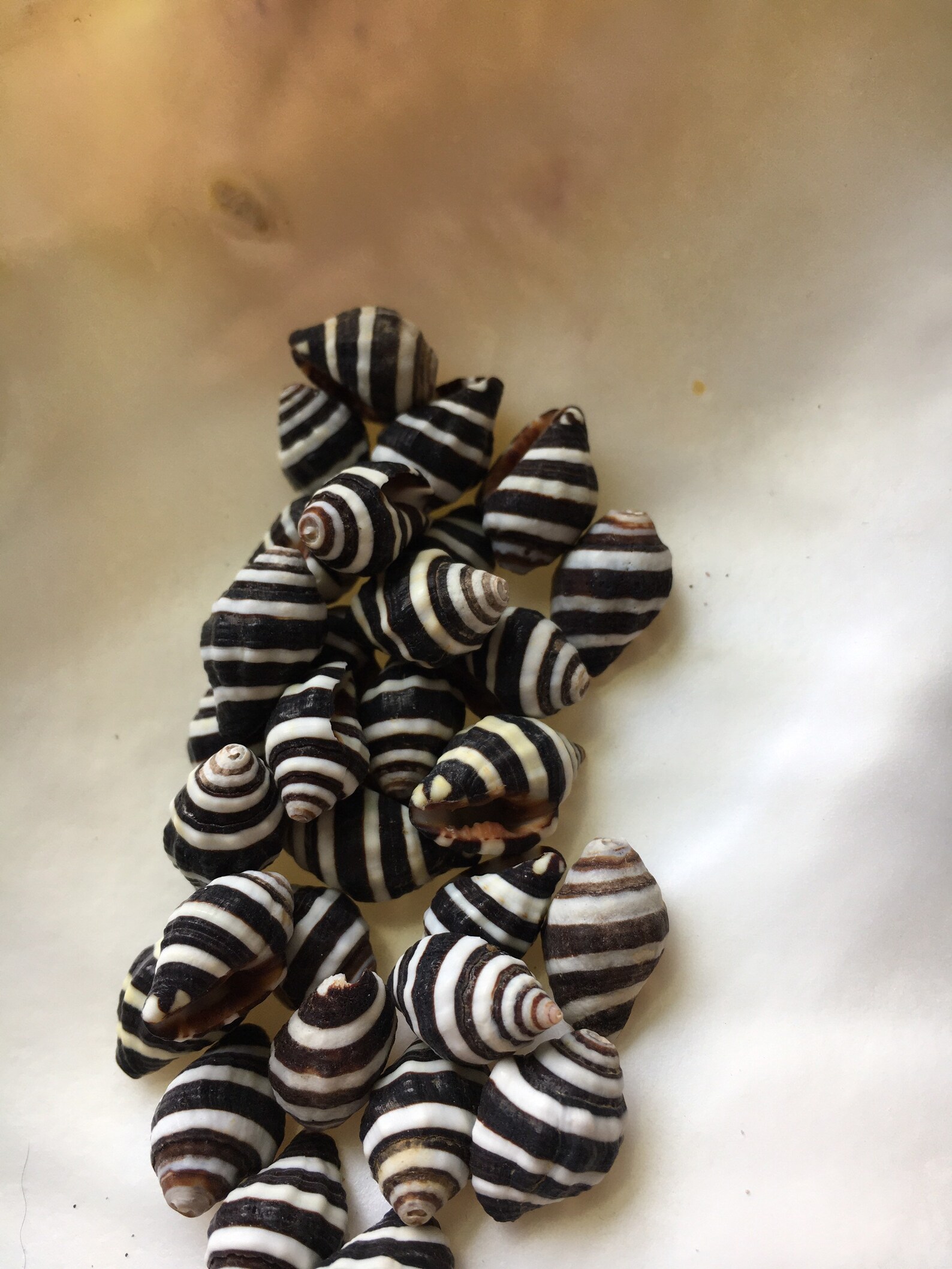 Beehive Bumblebee Snail Shells 1/41/2 Tiny Shells | Etsy