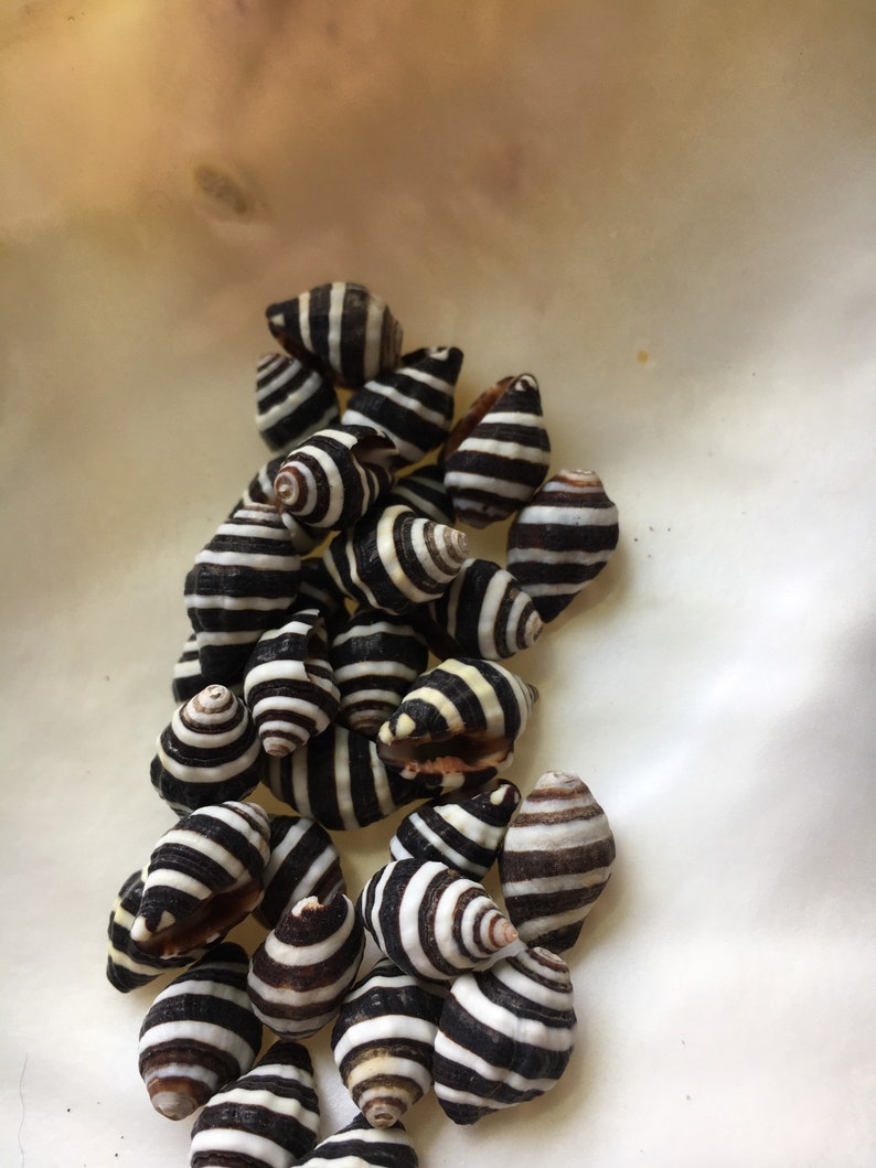 Beehive Bumblebee Snail Shells 1/41/2 Tiny Shells | Etsy