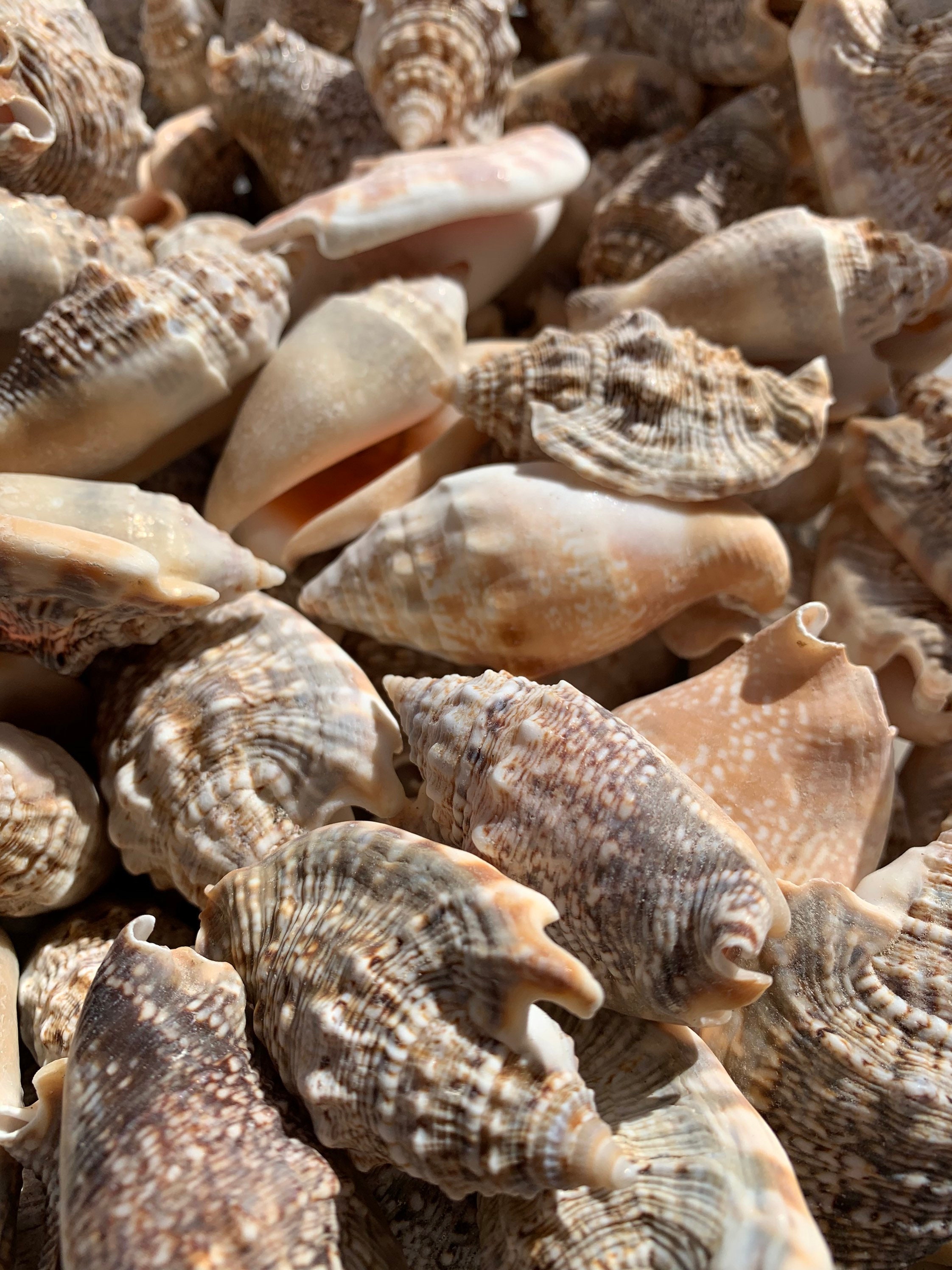 Diana Conch 23 Strombus Lentiginosus Beach Wedding - Etsy
