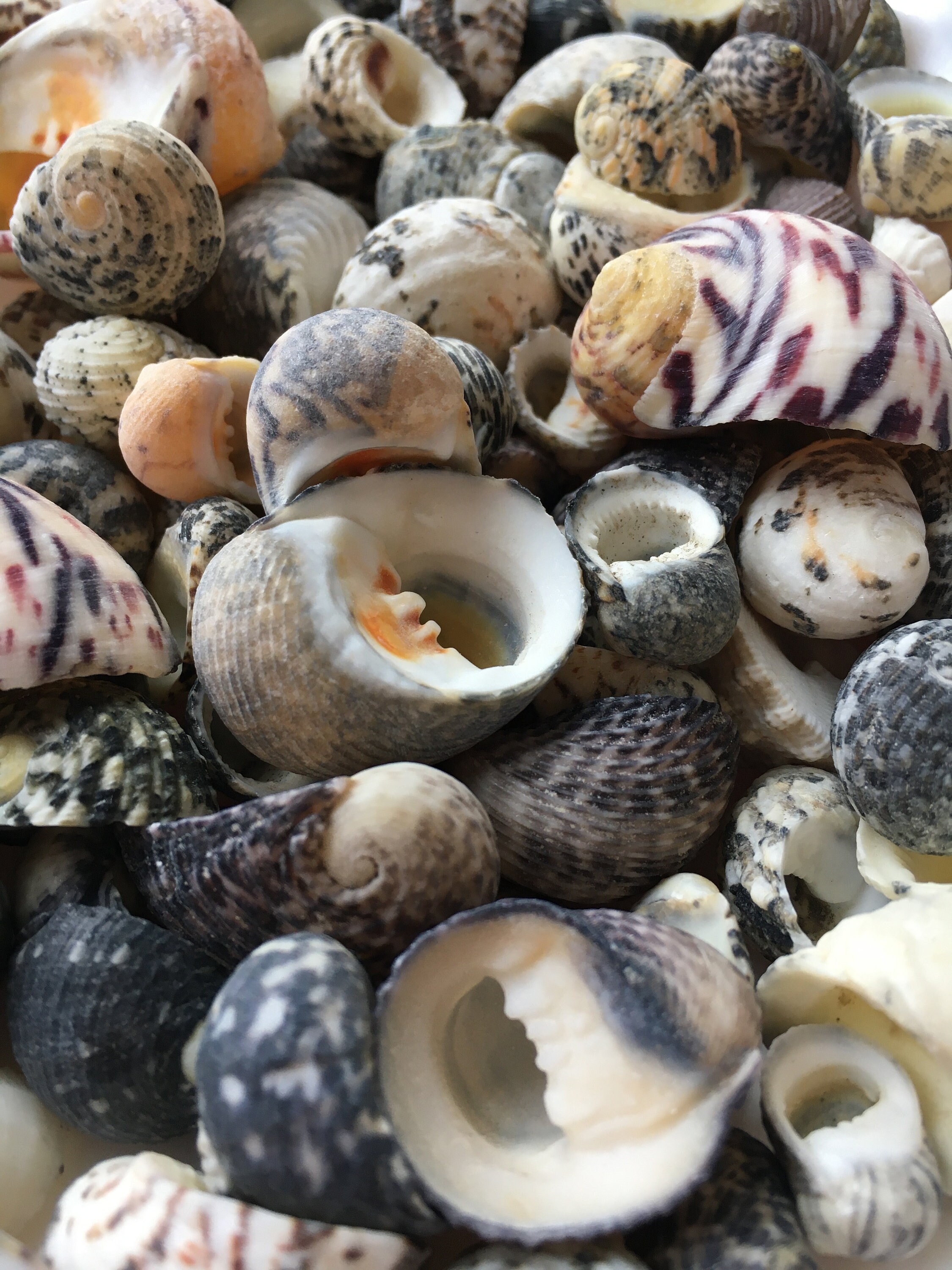 Nerite Snail Sea Shell Mix - Assorted Nerties - Sea Shells - Craft ...
