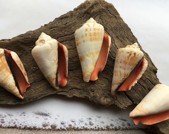 Rooster Tail Conch 4"-6" - Beach Wedding Decor - Seashells - Spiky ...