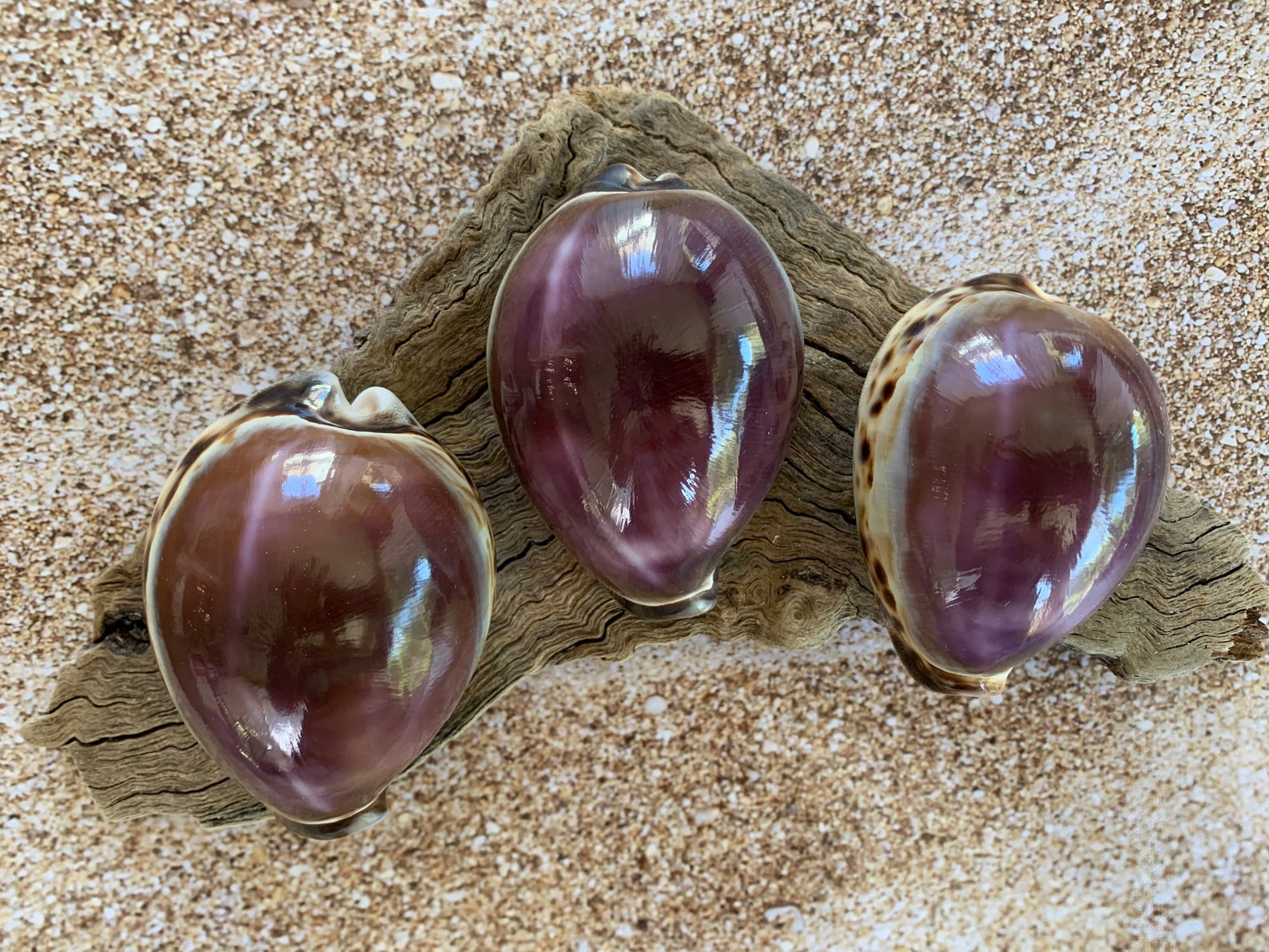 Tiger Cowrie Purple Top Seashells (cypraea Tigris) Cowry-seashells ...