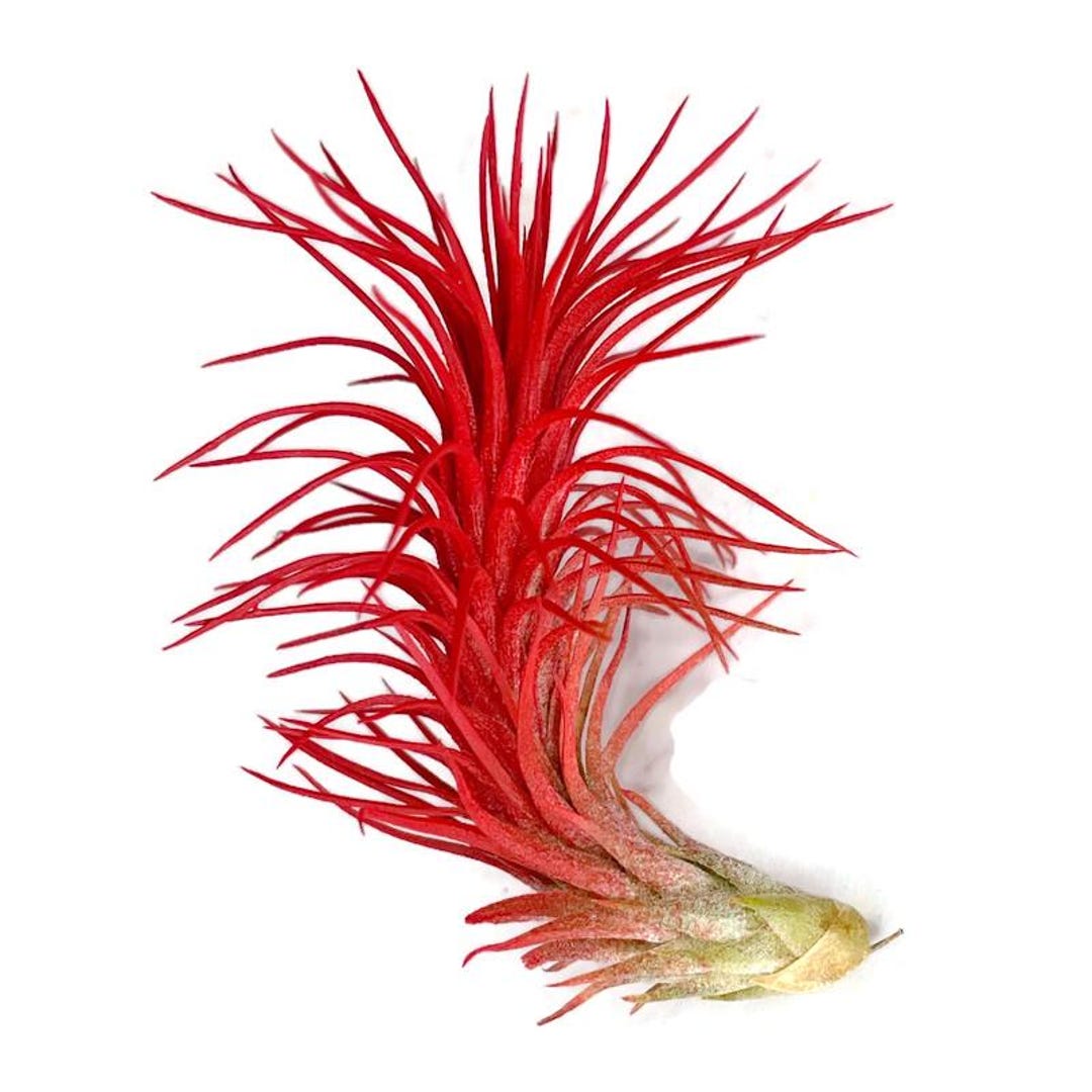 Funckiana Colored Air Plant Red, Ionantha Air Plant, Air Plants, Beach ...