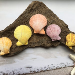Colorful Scallop Pectin Seashell Pairs - Small Pectin - Colored Pectin ...
