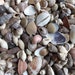 Shell Mix-1/41 Tiny/small Shell Mix-craft - Etsy