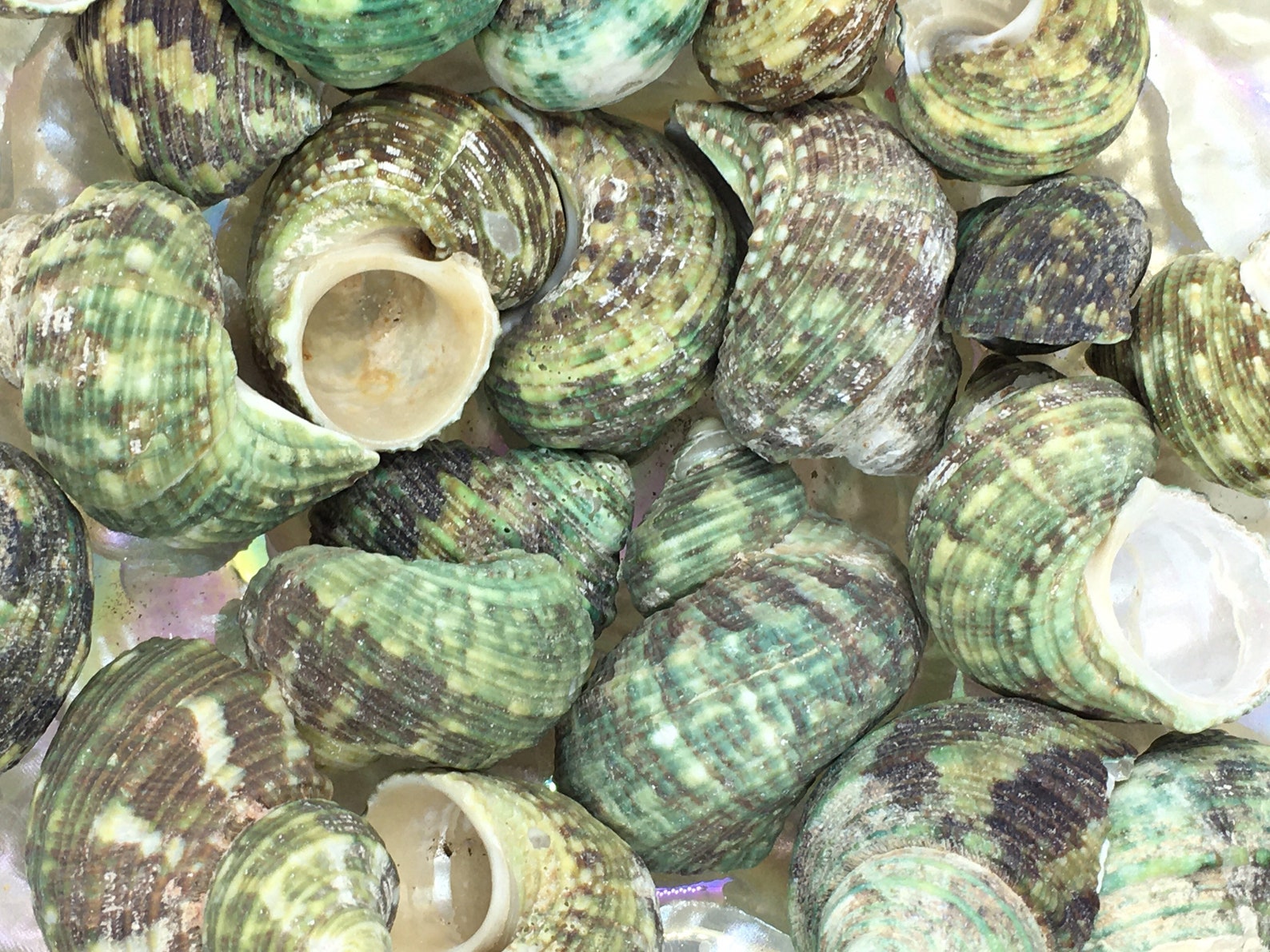 Turbo Stenogyrus Shells-green Turbo Shells-shells for | Etsy