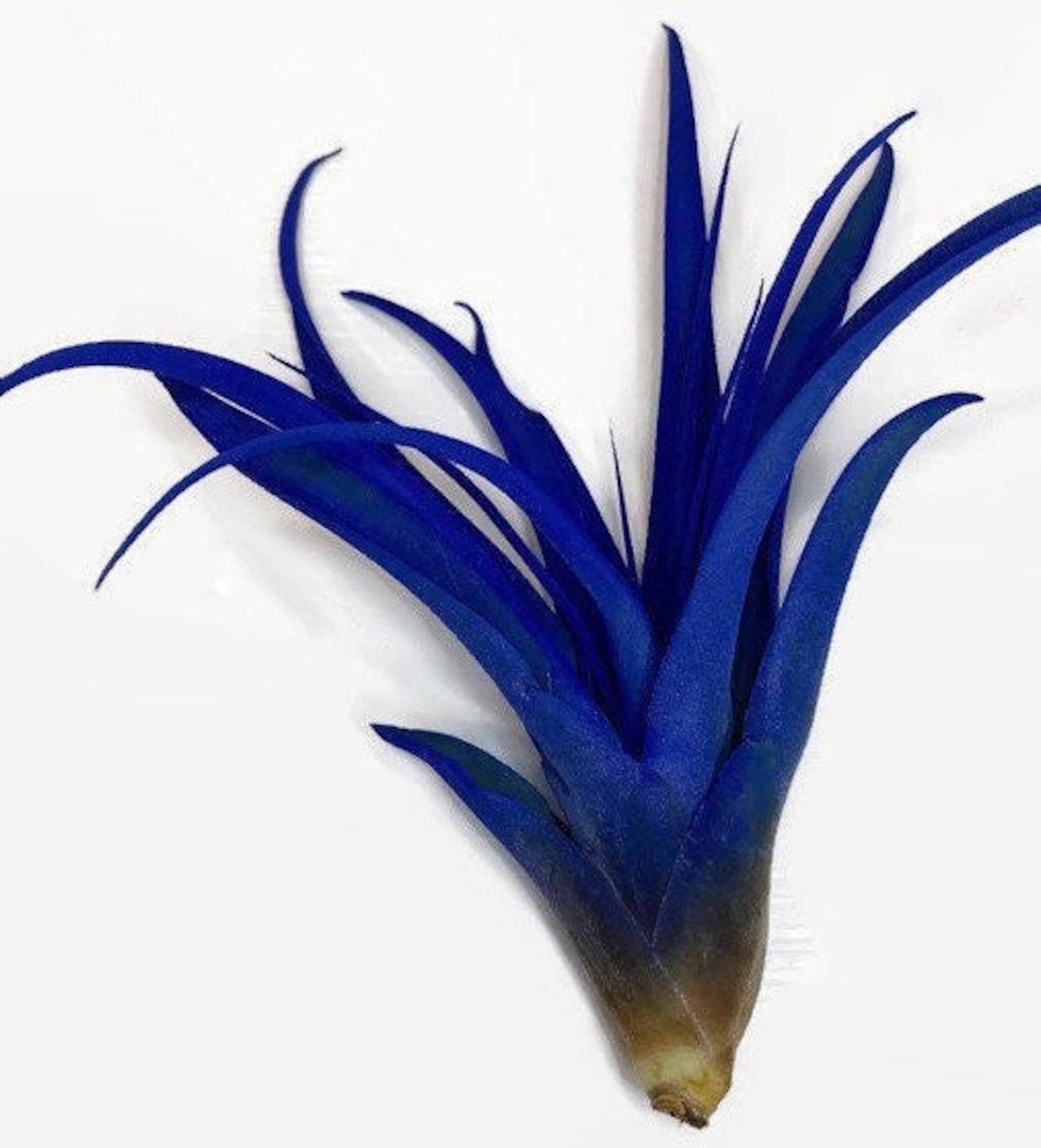 Blue Tillandsia Capitata Air Plant, Ionantha Air Plant, Air Plants ...