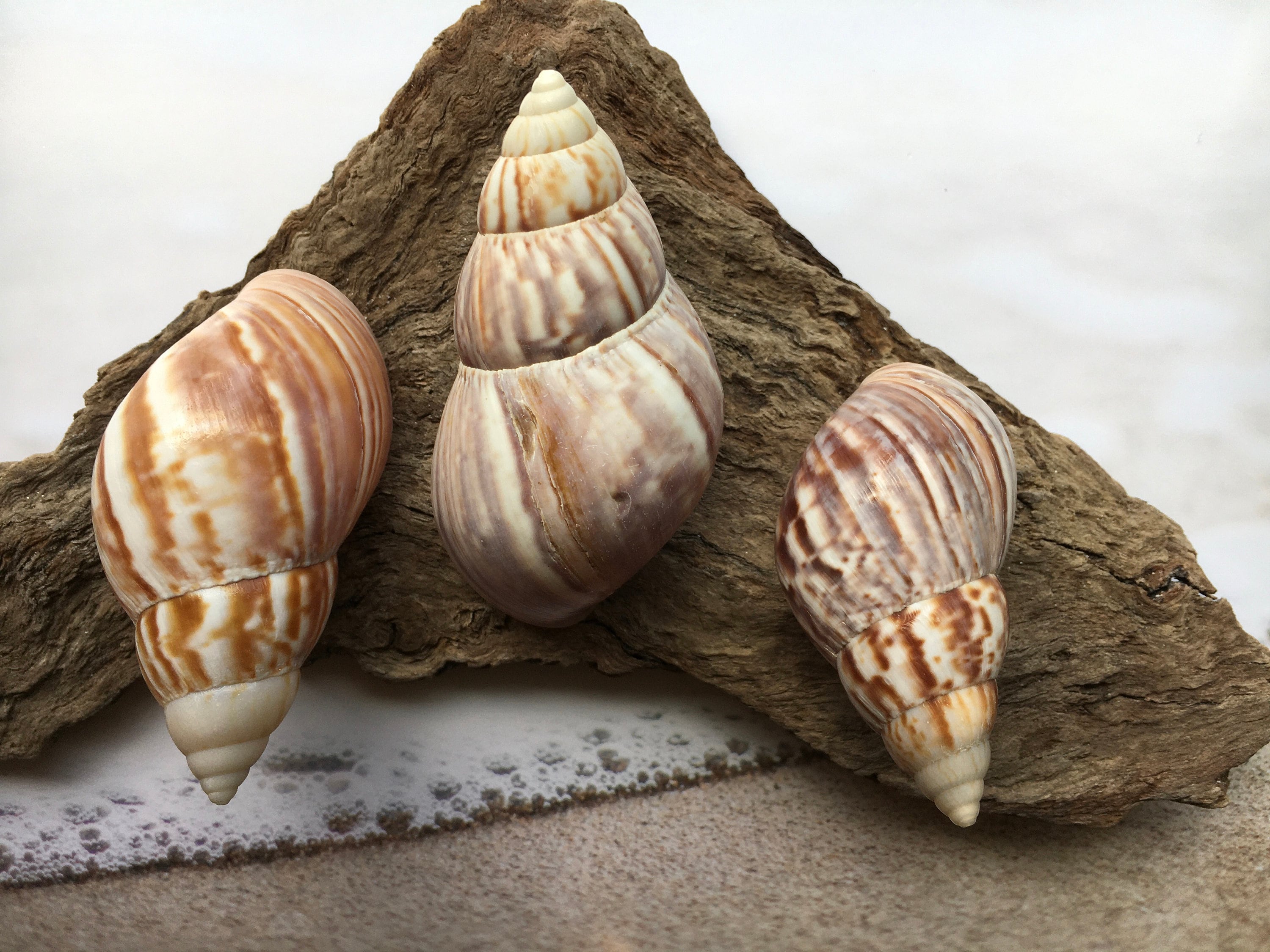African Land Snail 2"-3” - Craft Seashells - Snails - Small Seashells ...