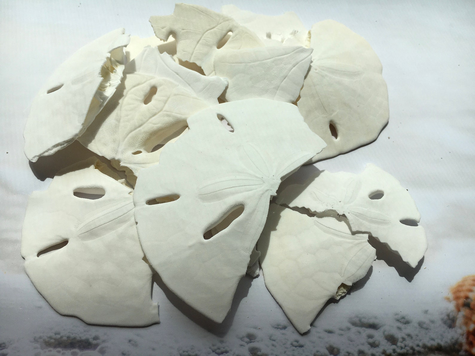 Broken Florida Sand Dollars - 2 Oz - Hermit Crab Food - Craft Supplies ...