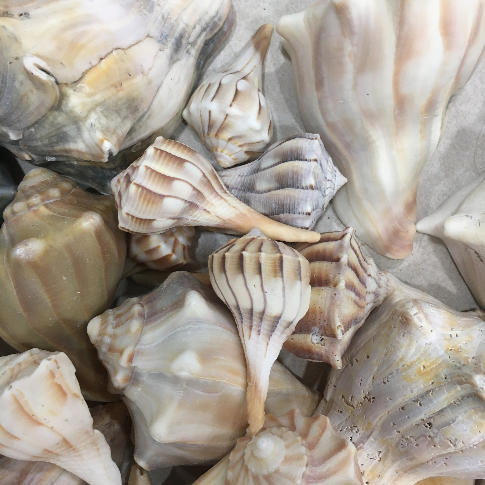 Lightning Whelk From Sanibel Island Florida Beach Whelk Home - Etsy