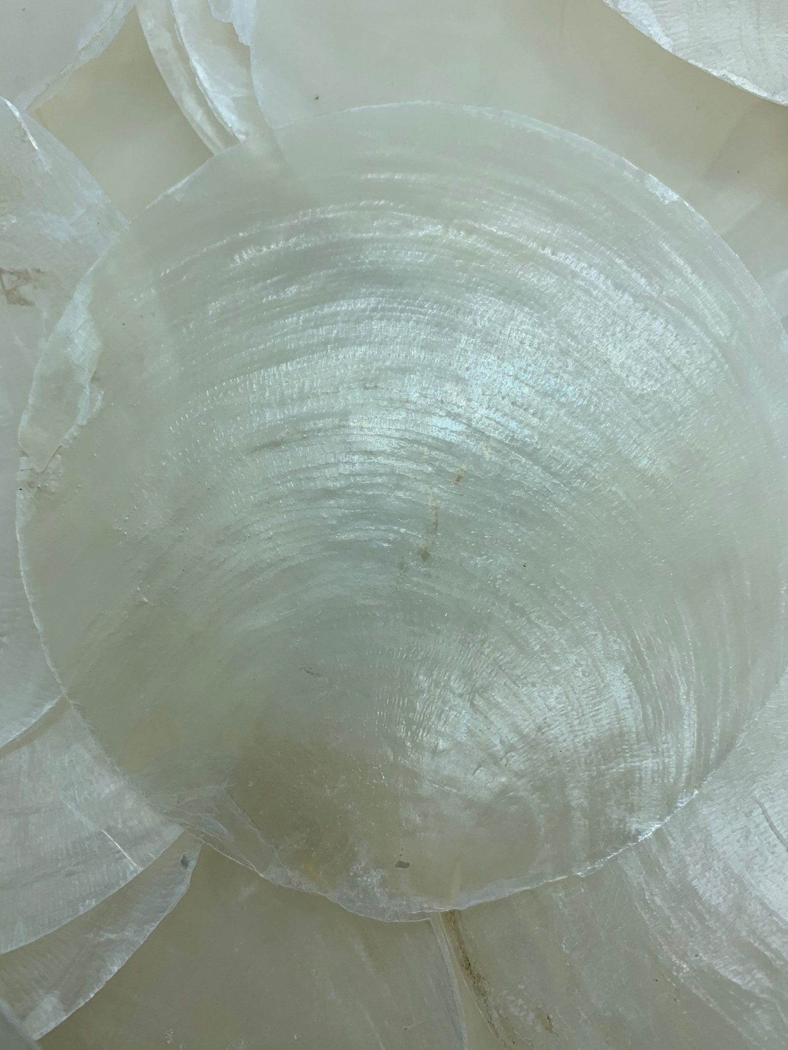 Capiz Shells Round 3 Flat Shells Natural Cream Capiz - Etsy