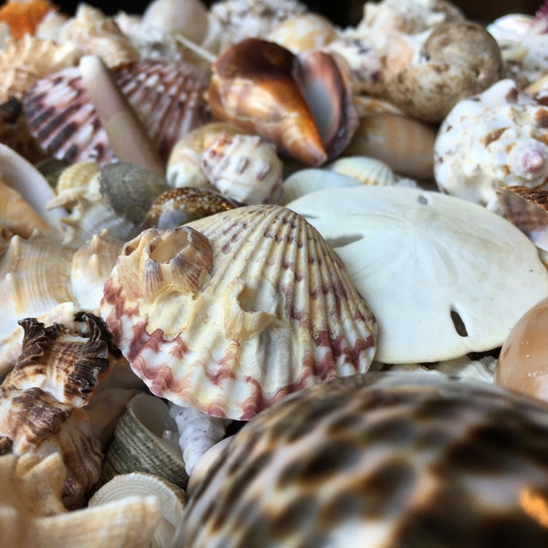 Sea Shell Home Decor - Etsy