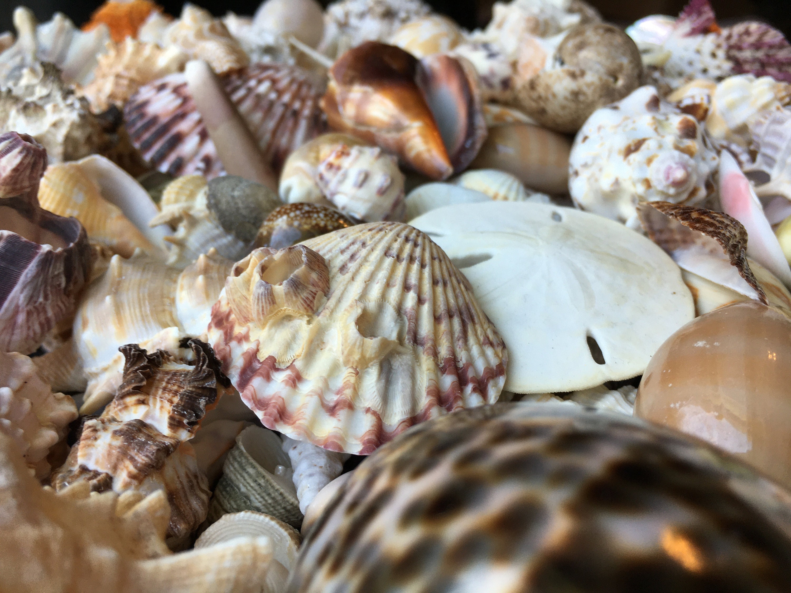 Bahama Shell Mix Assorted Sea Shells Sea Shells Bulk - Etsy